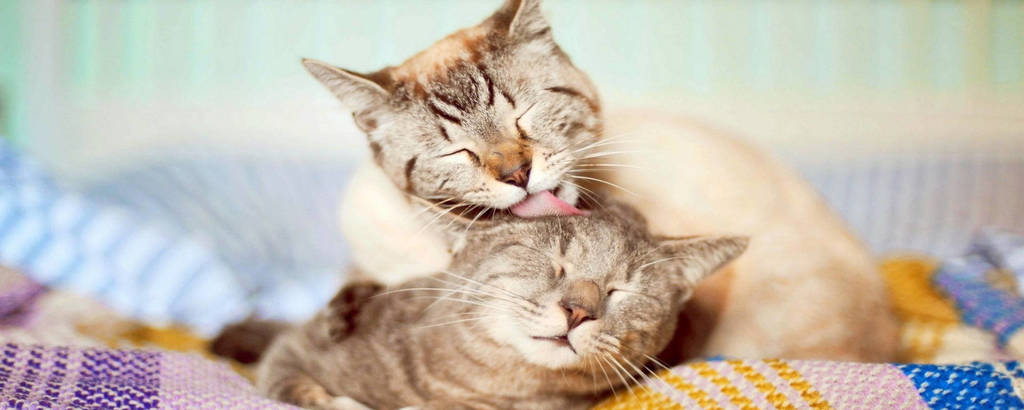 Cosa fare con un gatto stitico? I consigli del veterinario.