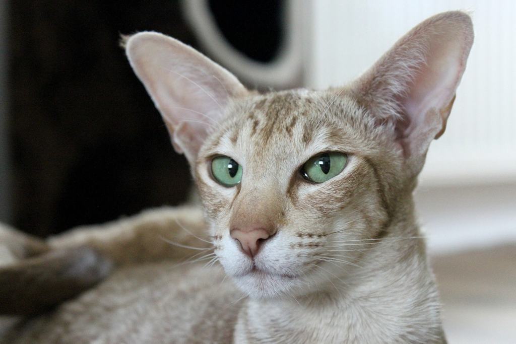 Pulire Orecchie Al Gatto Come Fare Senza Fargli Male AmicoVet Pulire Orecchie Al Gatto Come Fare Senza Fargli Male AmicoVet